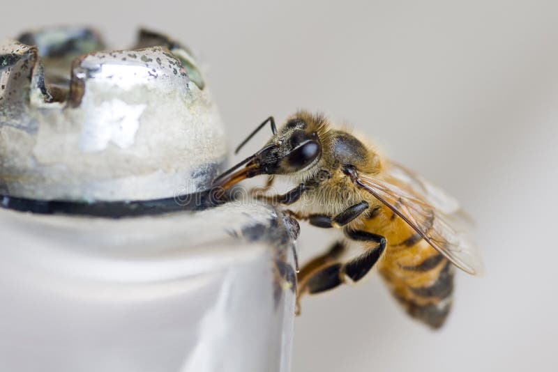 BEE Drinking from a Fountain with Water Stock Photo - Image of black ...