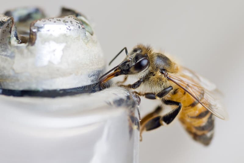 BEE Drinking from a Fountain with Water Close-up Stock Image - Image of ...
