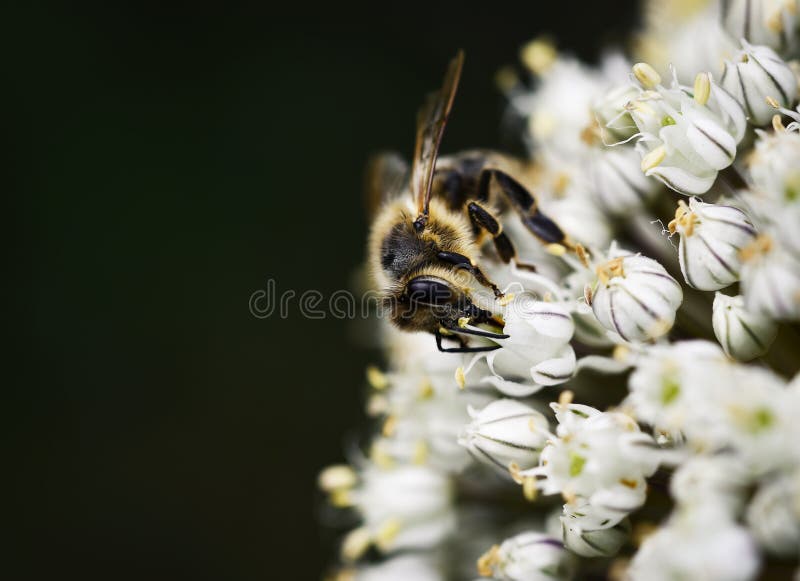The Bee is Drinking Pollen from the Onion Flower Stock Image - Image of ...