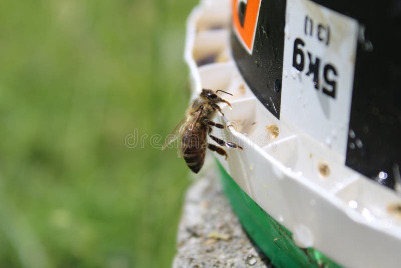 Bee drinking water stock photo. Image of insect, arthropod - 217688548