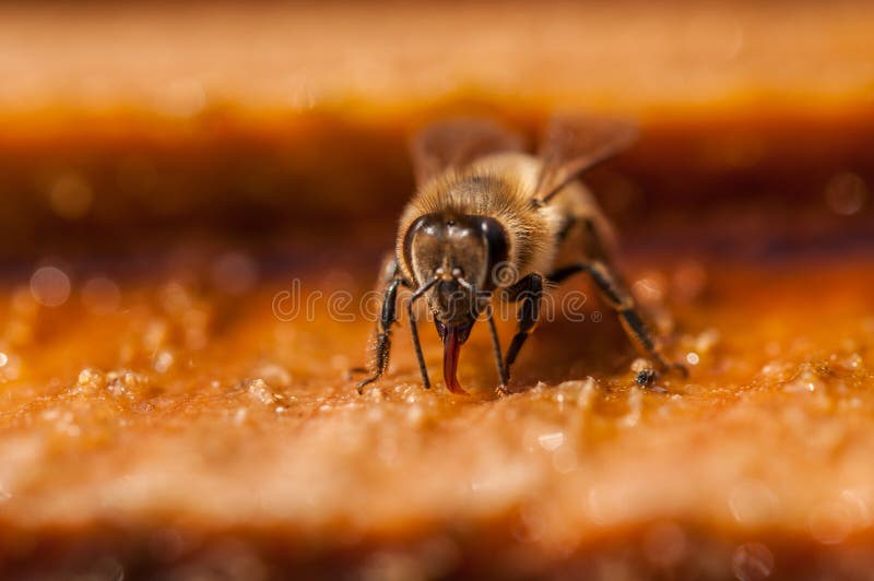 The Bee is Drinking Water.Macro.Insect Stock Image - Image of closeup ...