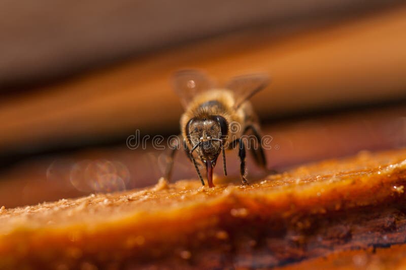 The Bee is Drinking Water.Macro.Insect Stock Image - Image of green ...