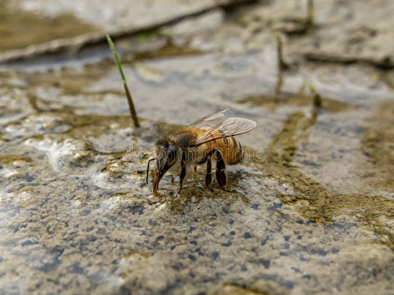 Bee Drinking Water in a Puddle Stock Photo - Image of beautiful ...