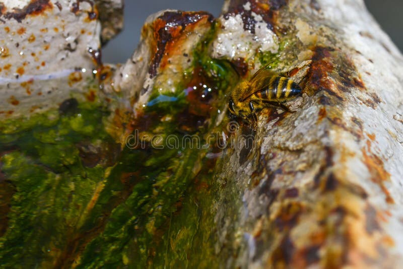 Bee Drinking Water in a Puddle. Summer Day Stock Photo - Image of drink ...