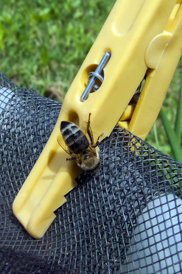 Bee drinking water stock image. Image of summer, detail - 91751233