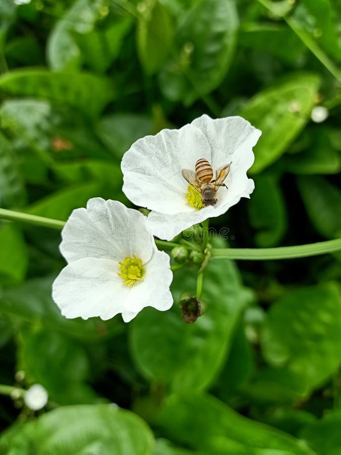 A Bee Drinking on a White Flower Stock Image - Image of drinking, green ...