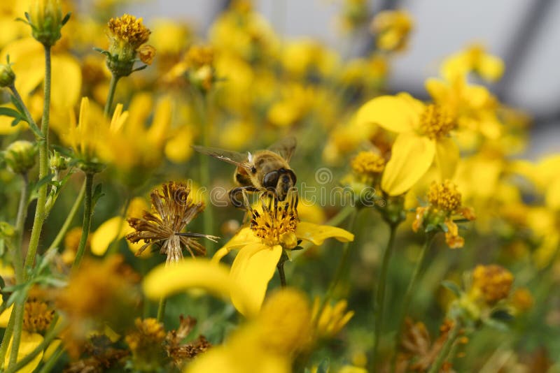 A Bee Drinks Nectar from Flowers in a Flower Bed, Stock Image - Image ...