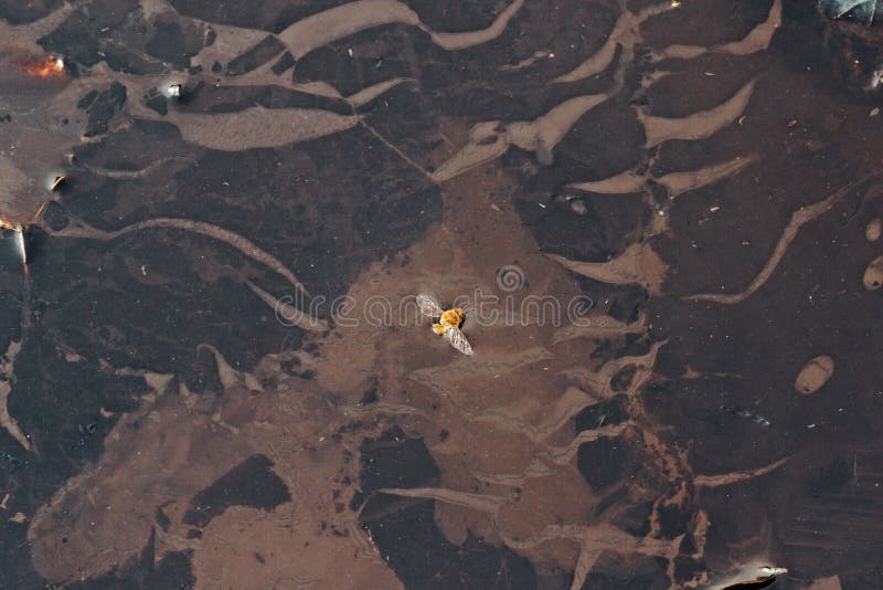 Bee Drowning in a Puddle of Oil Stock Image - Image of inside, floor ...