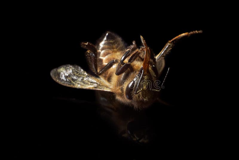 Bee Dying from Natural Causes Stock Photo - Image of bees, nature ...