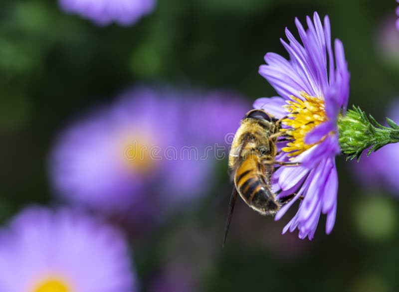 Bee Eat Pollen of Flower Spring Flower and Bee Pollinated Violet ...