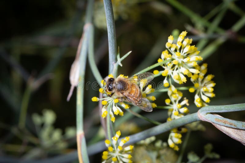 Bee eat pollen stock image. Image of bloom, nature, botanical - 159365171