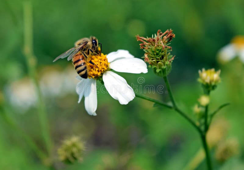 Bee Eat Pollen of Spring White Flower Stock Photo - Image of animal ...