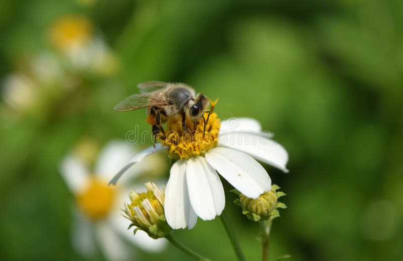 Bee Eat Pollen of Spring White Flower Stock Image - Image of bumble ...