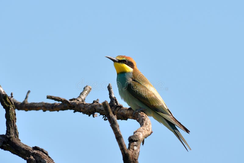 Rare bee-eater bird stock image. Image of apiaster, eyed - 9822127