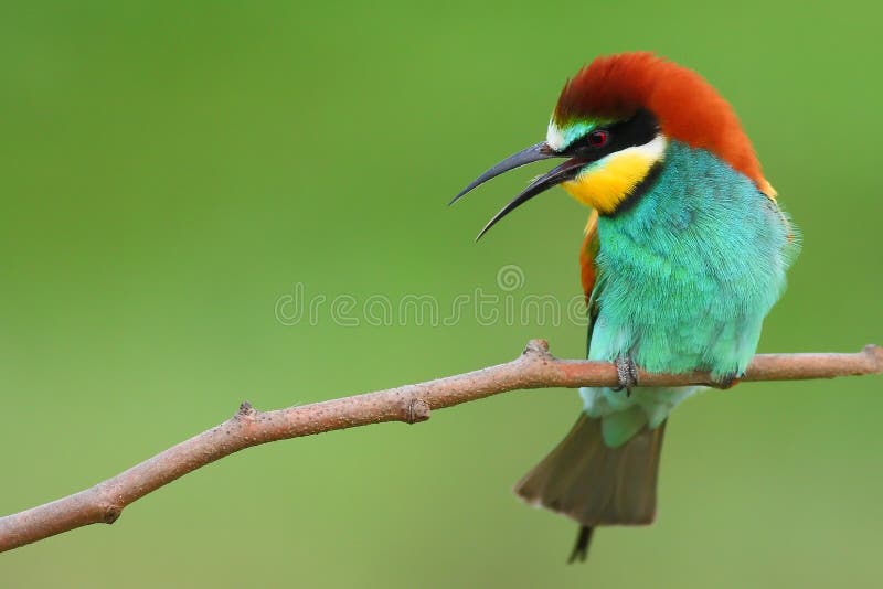 Bee eater stock image. Image of wetland, birds, national - 17504701