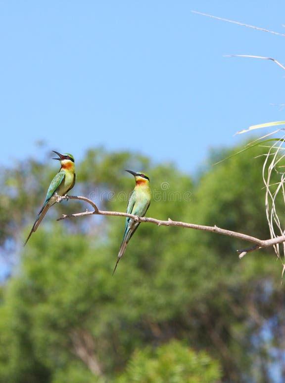Bee-eater stock image. Image of tree, nest, species, rare - 5753741