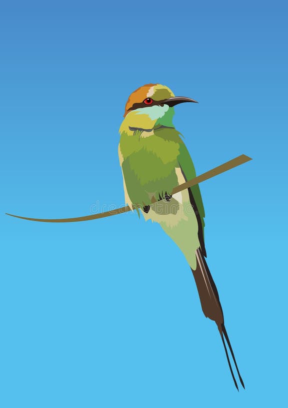 Green Bee Eater Bird Stock Illustrations – 1,913 Green Bee Eater Bird ...