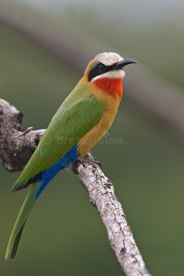 Bee-eater stock image. Image of colorful, animal, wild - 8823005