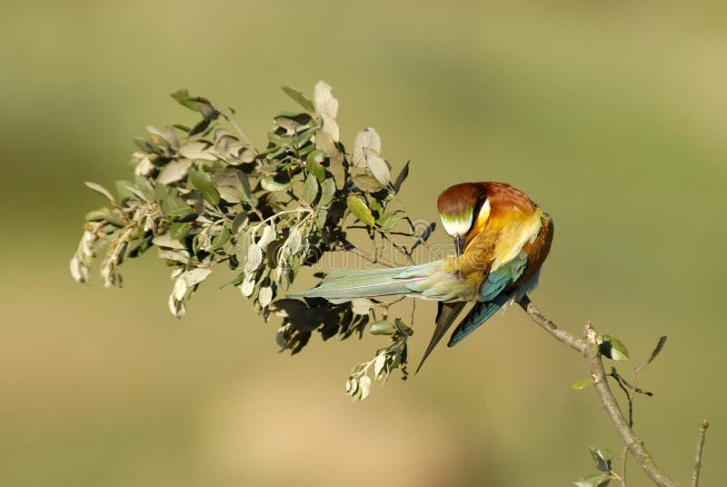 Bee-eater, Arranging the Feathers Stock Photo - Image of eaters, birds ...