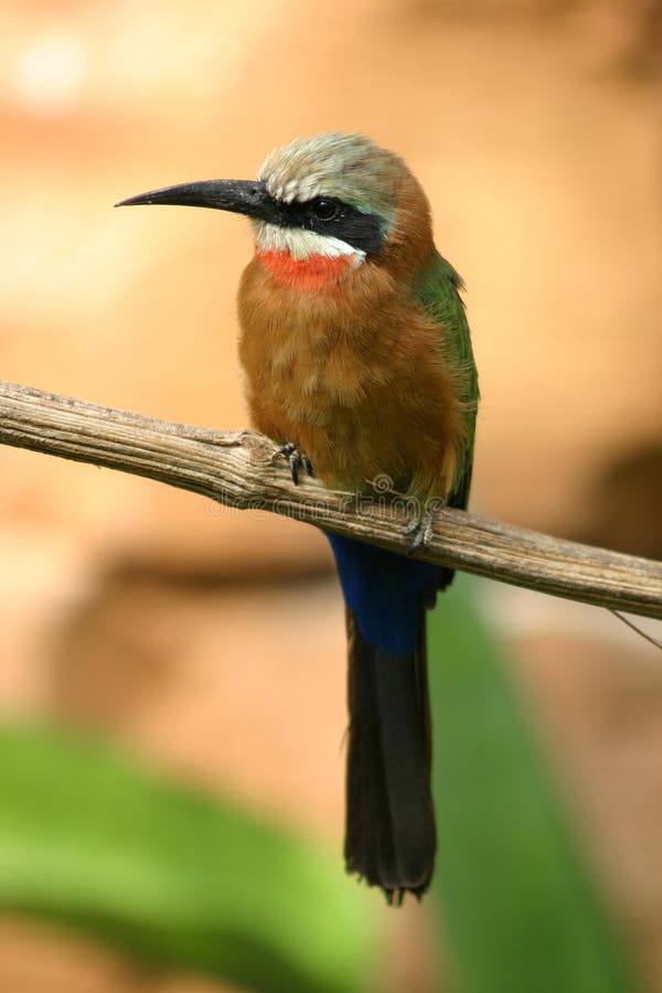 Bee-eater bird with insect stock image. Image of wildlife - 57658115