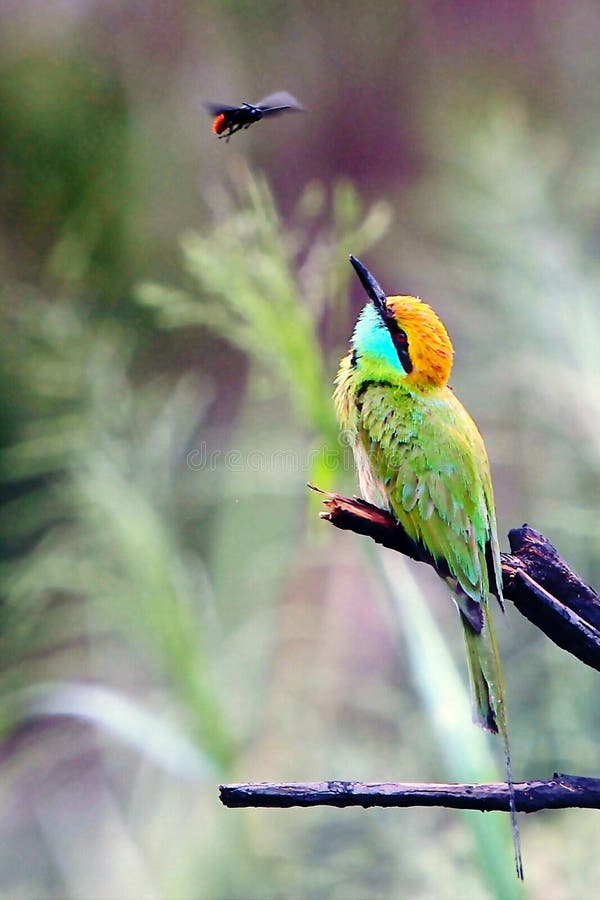 Bee eater stock image. Image of insect, eater, bird, animal - 42796615