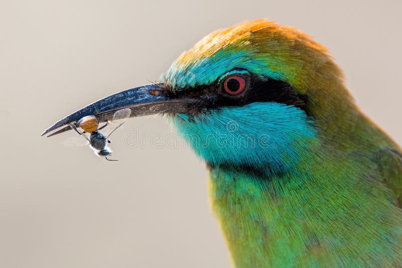 Bee Eater stock image. Image of close, africa, feather - 83432905