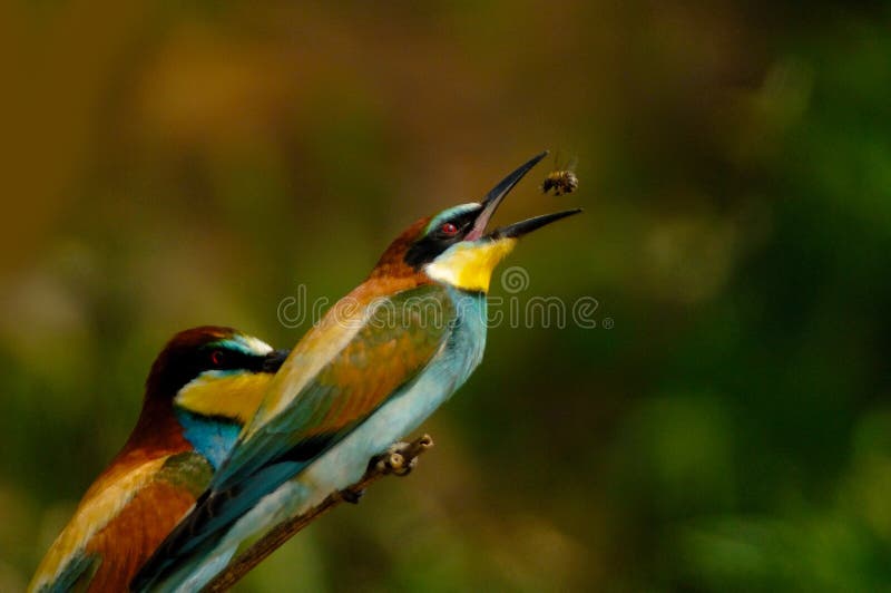 Bee Eater Bird Catching Prey Stock Image - Image of nature, colors ...