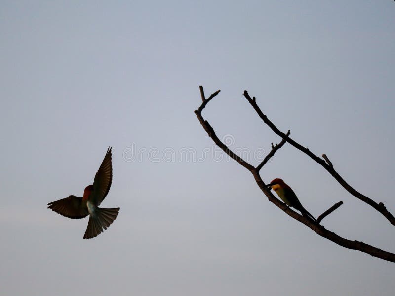 Bee eater bird in flight stock image. Image of flight - 239419159