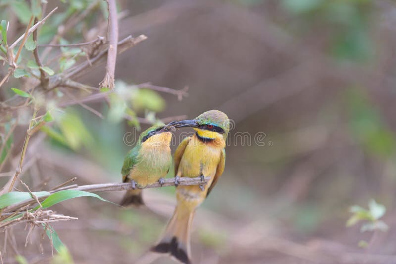 Bee Eater Bird Mom and Bee Eater Chick Stock Image - Image of beeeater ...