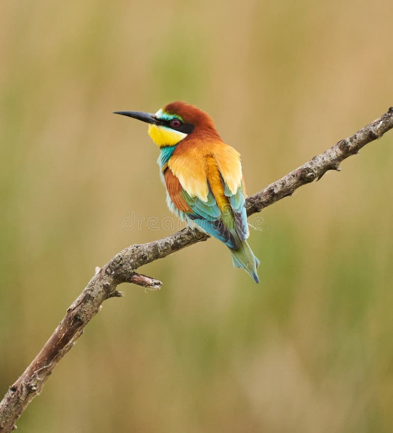 Bee-eater bird with insect stock image. Image of wildlife - 57658115