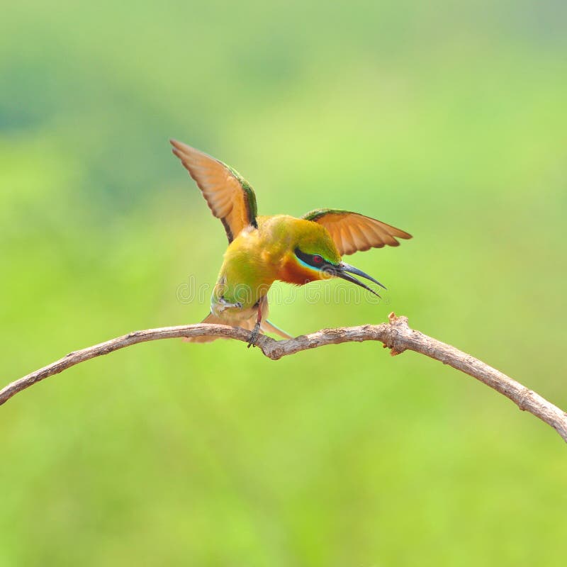 Bee eater Bird stock photo. Image of leschenaulti, environment - 30386870