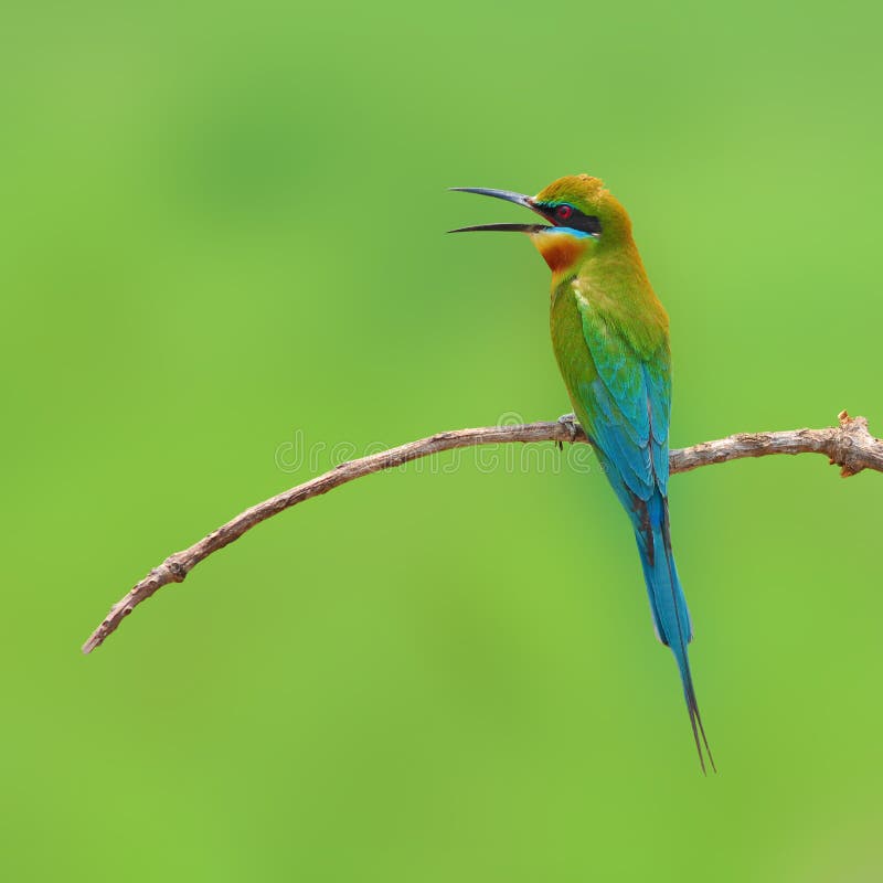 Bee eater Bird stock photo. Image of hunt, asian, brown - 31072910