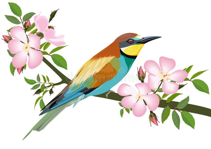 Bee-eater stock vector. Illustration of vector, wildlife - 34165007