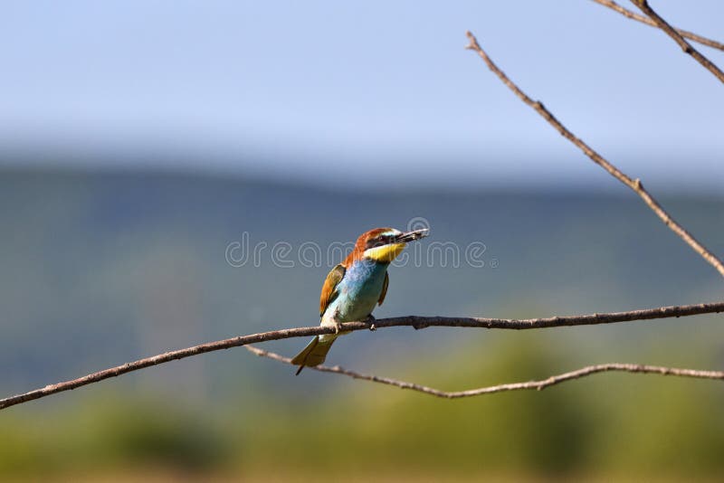 Bee Eater Birds Merops Apiaster Stock Image - Image of blue, coloring ...