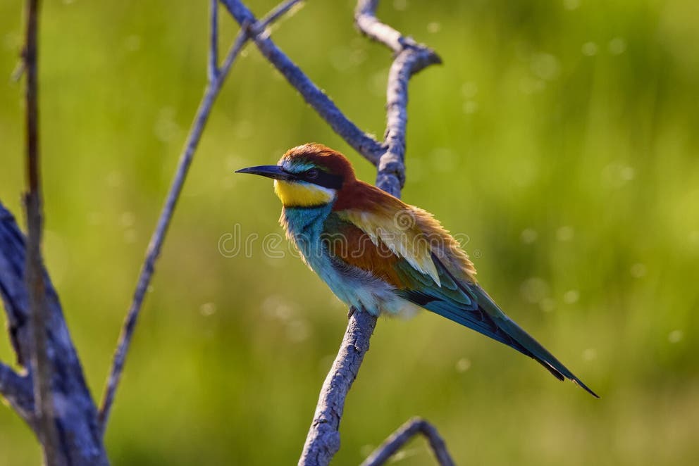 Bee Eater Birds Merops Apiaster Stock Photo - Image of feather ...