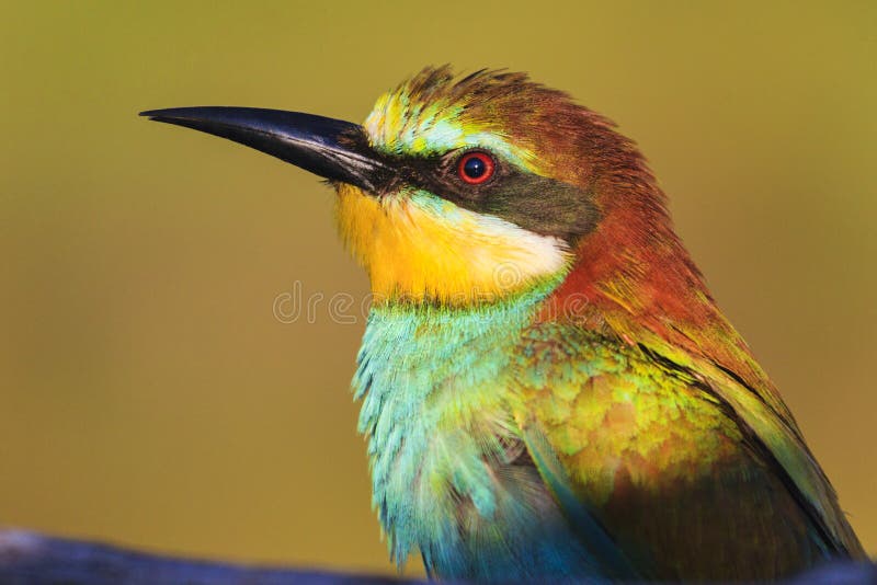 Bee-eater with Colored Feathers Stock Photo - Image of africa, freedom ...