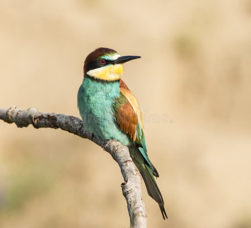 Bee-eater, Merops Apiaster. a Insect Eating Bird Stock Image - Image of ...