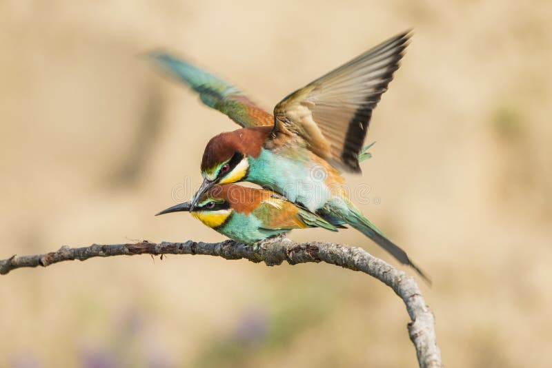 Bee-eater, Merops Apiaster. a Insect Eating Bird Stock Image - Image of ...