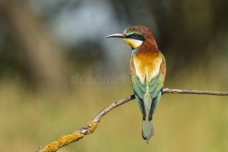 Bee-eater, Merops Apiaster. a Insect Eating Bird Stock Photo - Image of ...