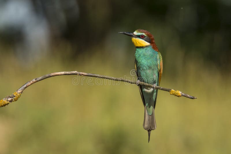 Bee-eater, Merops Apiaster. a Insect Eating Bird Stock Photo - Image of ...
