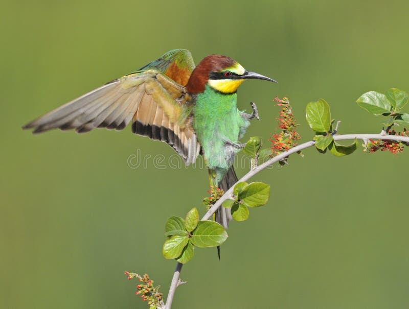 Bee-Eater stock photo. Image of birds, bird, colourful - 51804644