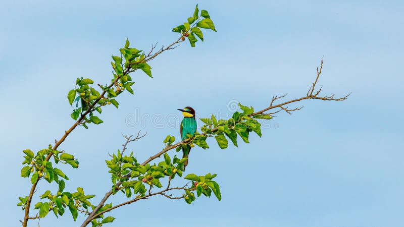 Bee Eater in the Danube Delta in Romania Stock Photo - Image of exotic ...