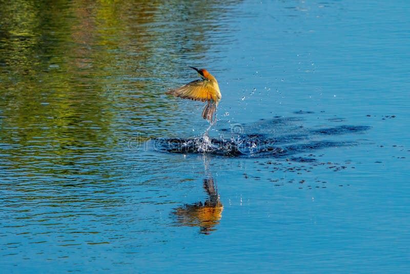 Bee-eater Diving in and Out of the Water Stock Illustration ...