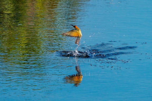 Bee-eater Diving in and Out of the Water Stock Illustration ...