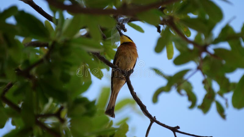 Bee-eater Eating a Dragonfly Stock Photo - Image of outdoors, time ...