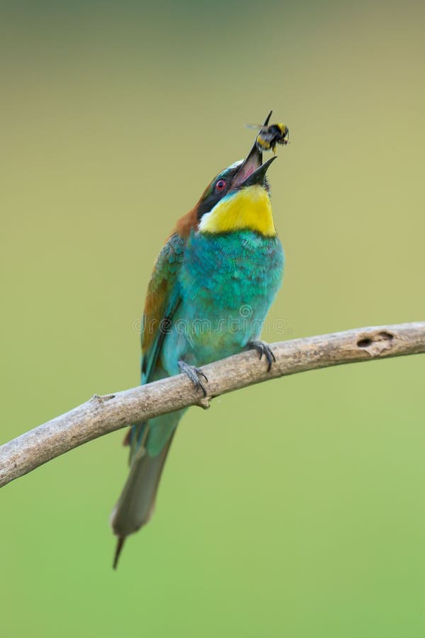 Bee-eater eating an insect stock photo. Image of feather - 71001372