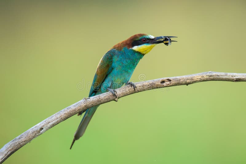 Bee-eater eating an insect stock photo. Image of meropidae - 71001454