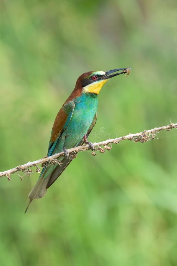 Bee-eater eating an insect stock photo. Image of eater - 71001738