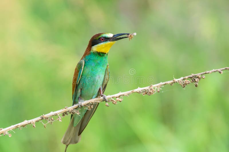 Bee-eater eating an insect stock photo. Image of eater - 71001738