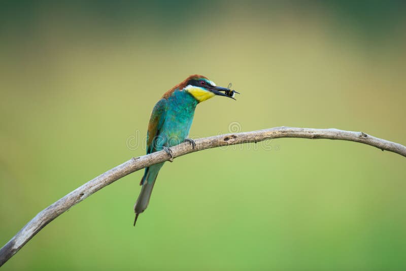 Bee-eater eating an insect stock image. Image of fauna - 71002247